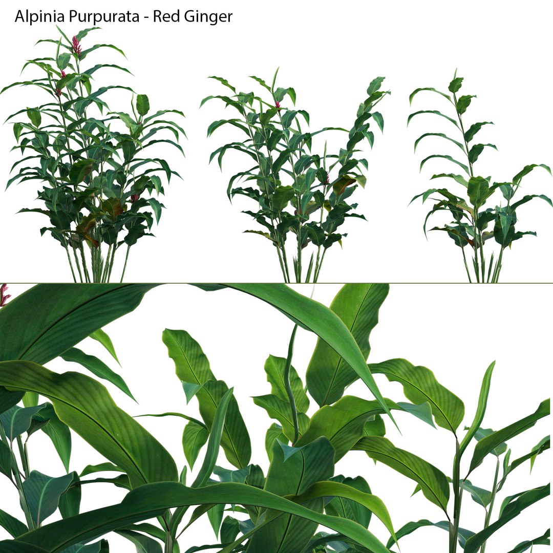 3D Alpinia Purpurata - Red Ginger - TurboSquid 1988487