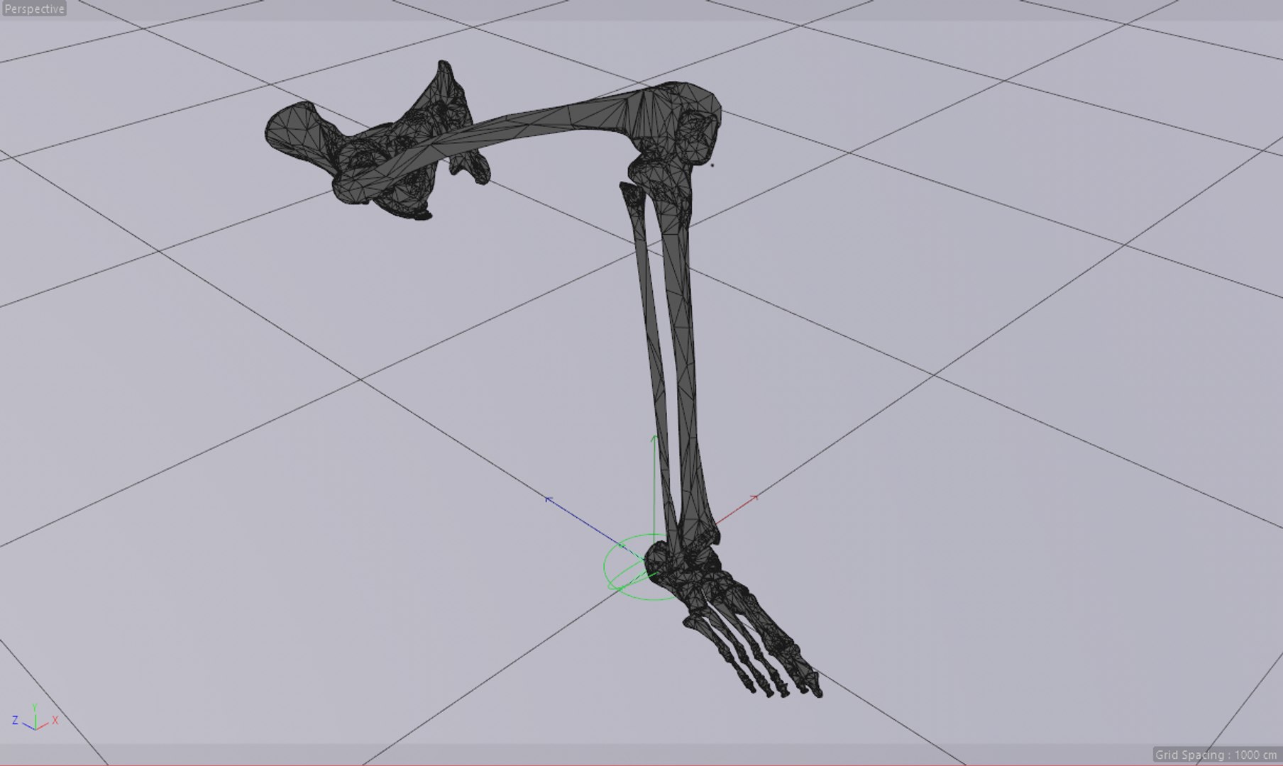 Human lower extremity leg foot 3D model - TurboSquid 1448485