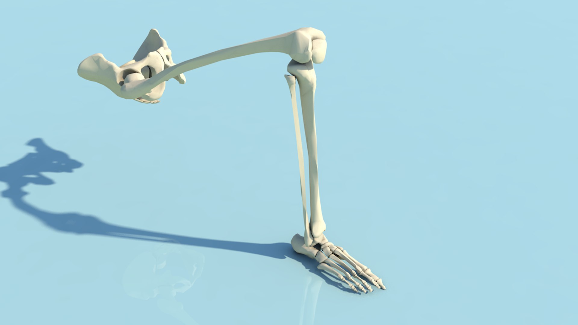 Human lower extremity leg foot 3D model - TurboSquid 1448485
