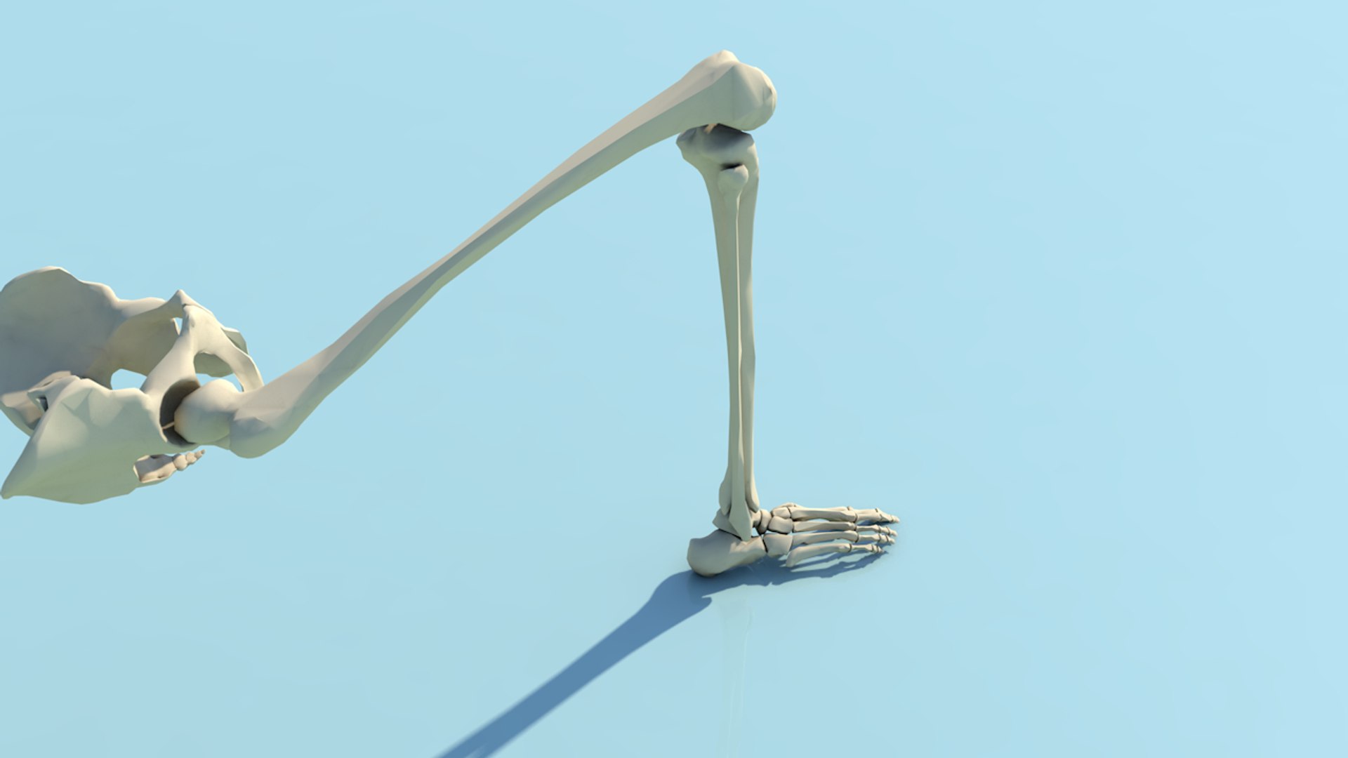 Human lower extremity leg foot 3D model - TurboSquid 1448485