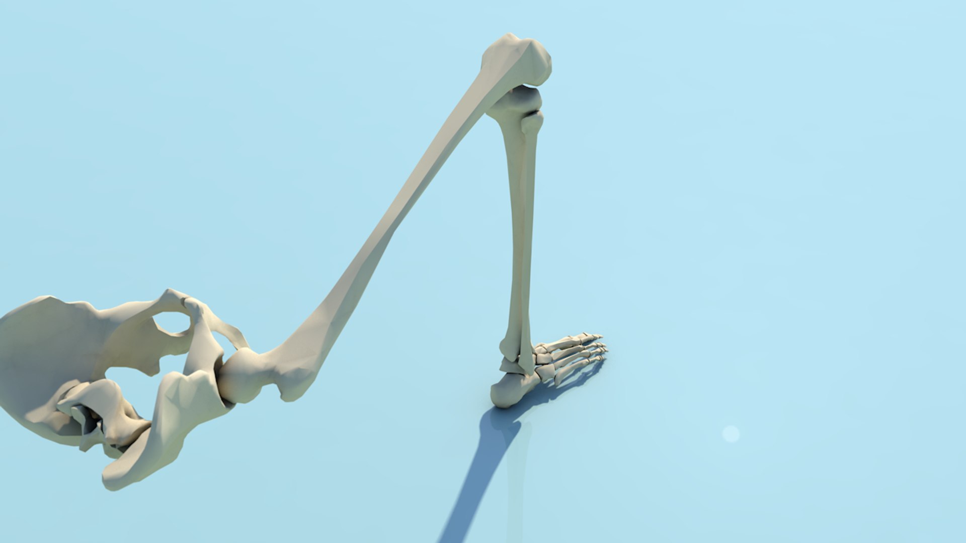 Human lower extremity leg foot 3D model - TurboSquid 1448485