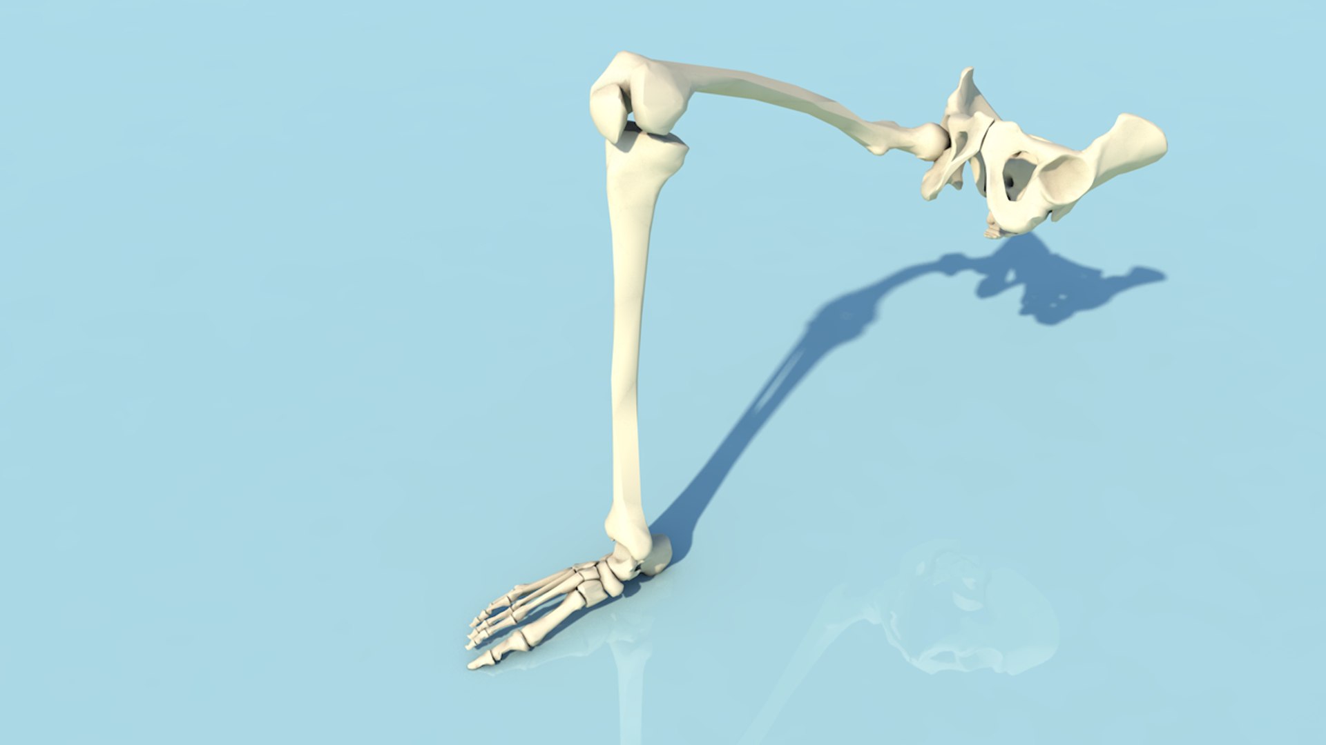 Human lower extremity leg foot 3D model - TurboSquid 1448485