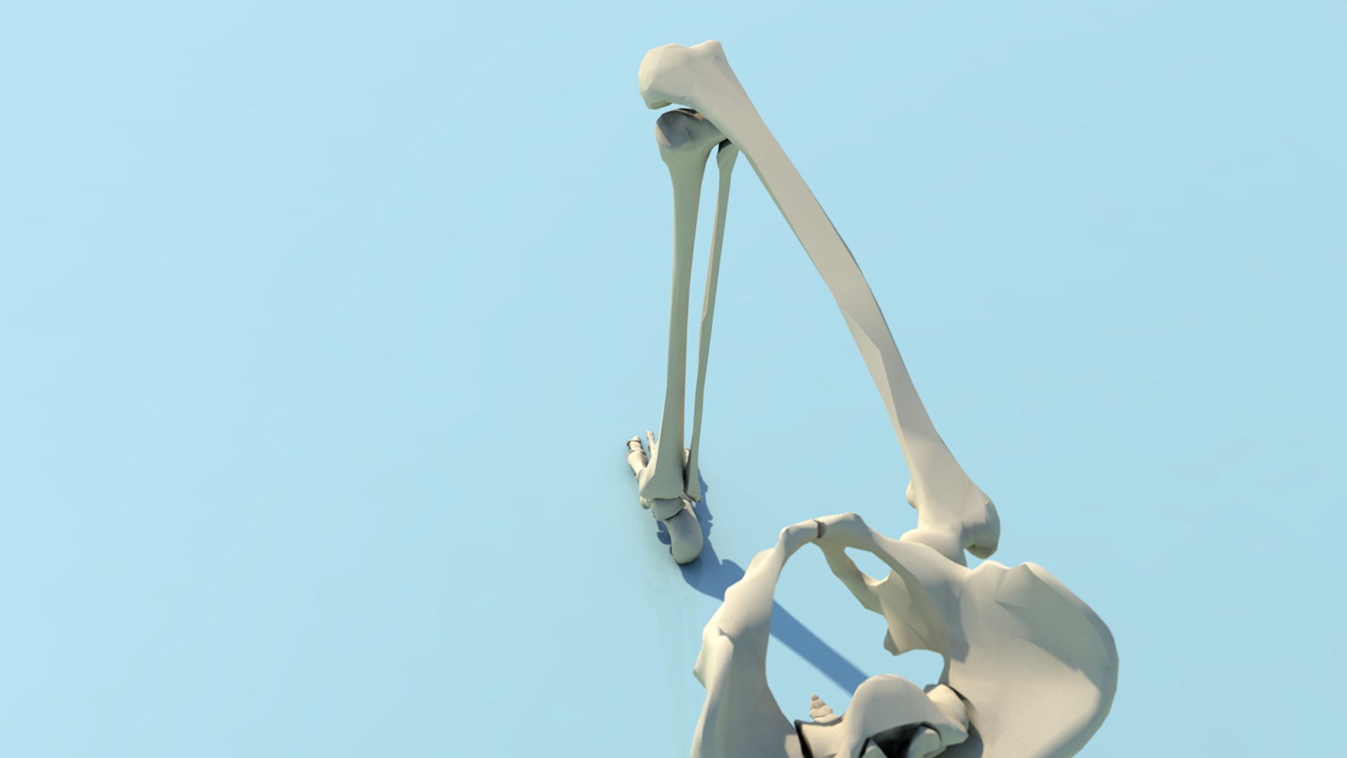 Human lower extremity leg foot 3D model - TurboSquid 1448485