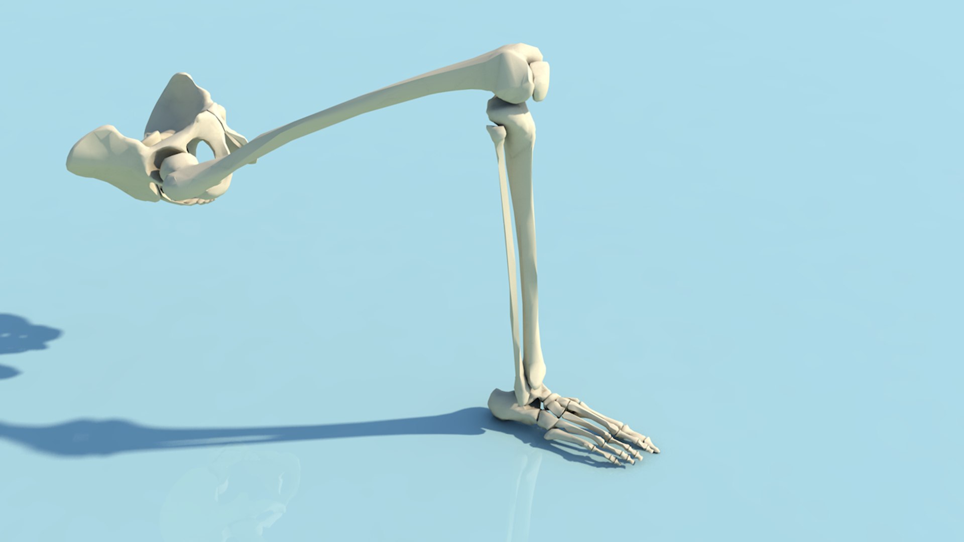 Human lower extremity leg foot 3D model - TurboSquid 1448485