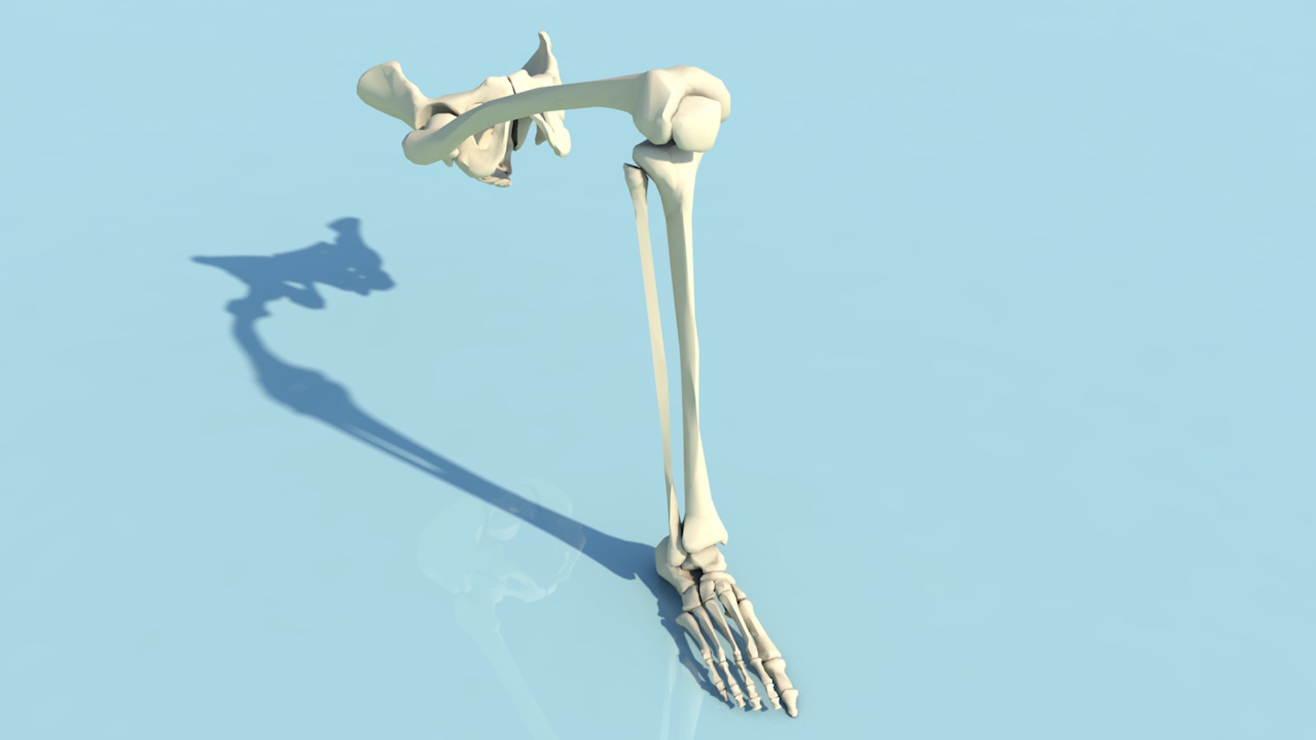 Human lower extremity leg foot 3D model - TurboSquid 1448485