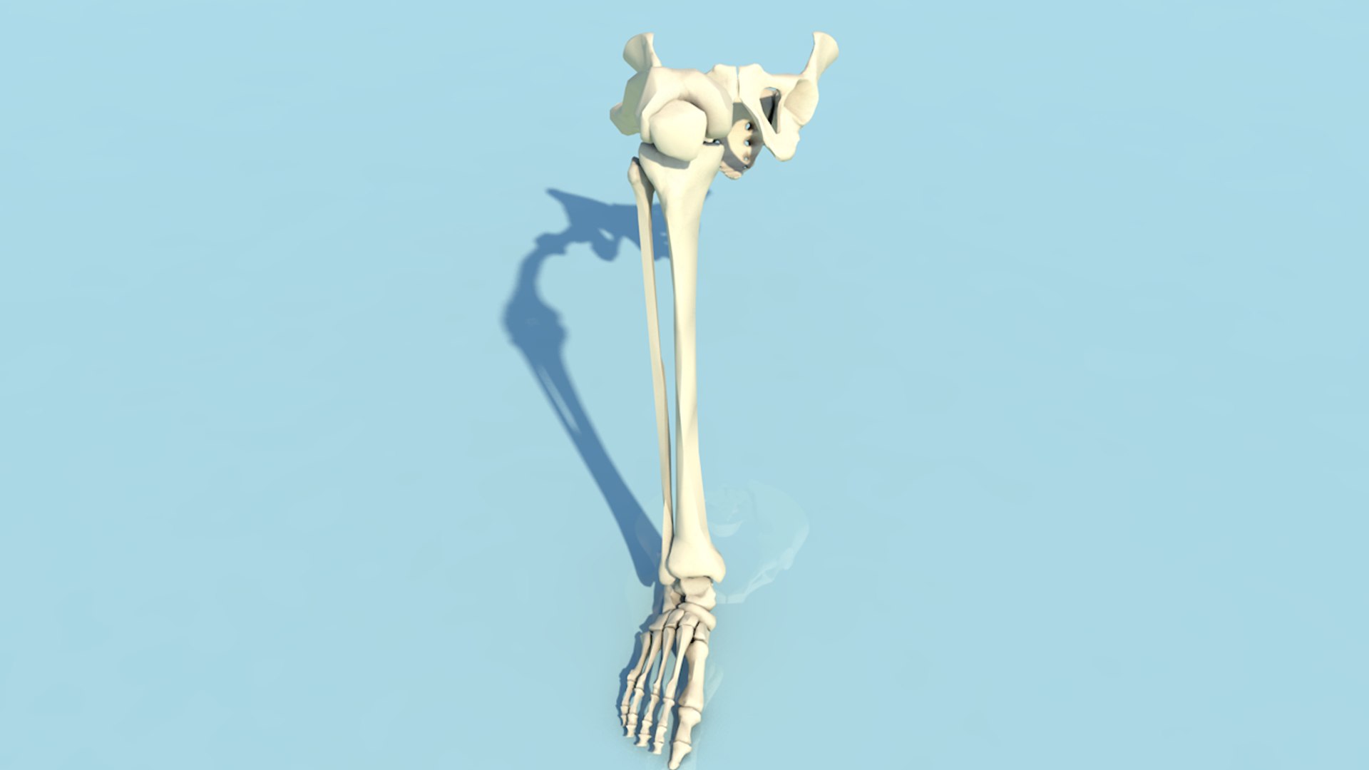 Human lower extremity leg foot 3D model - TurboSquid 1448485