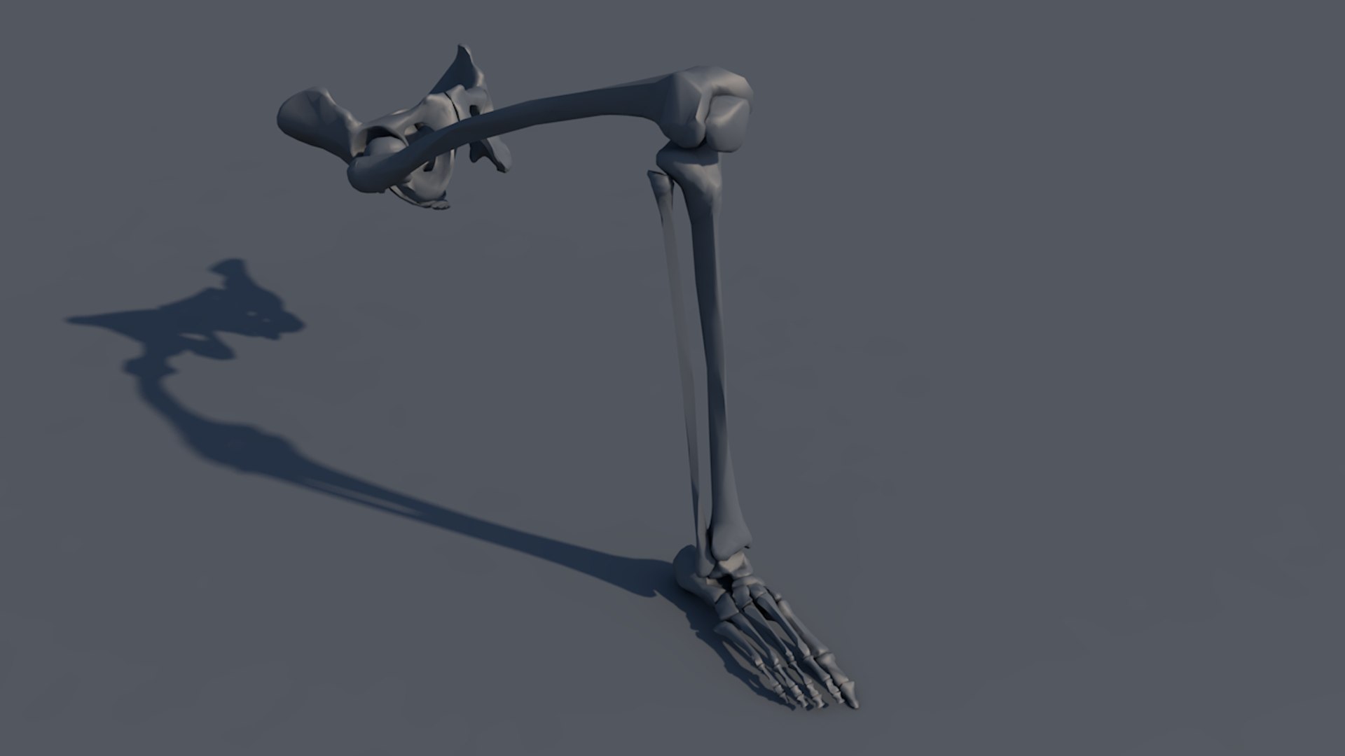 Human lower extremity leg foot 3D model - TurboSquid 1448485