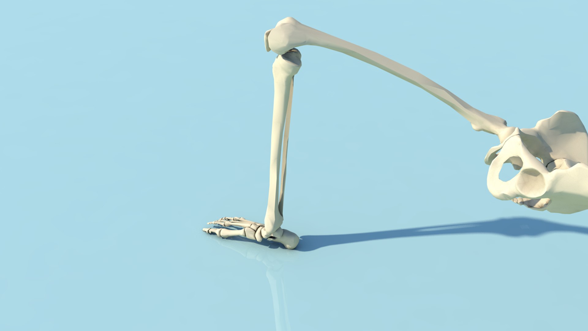 Human lower extremity leg foot 3D model - TurboSquid 1448485