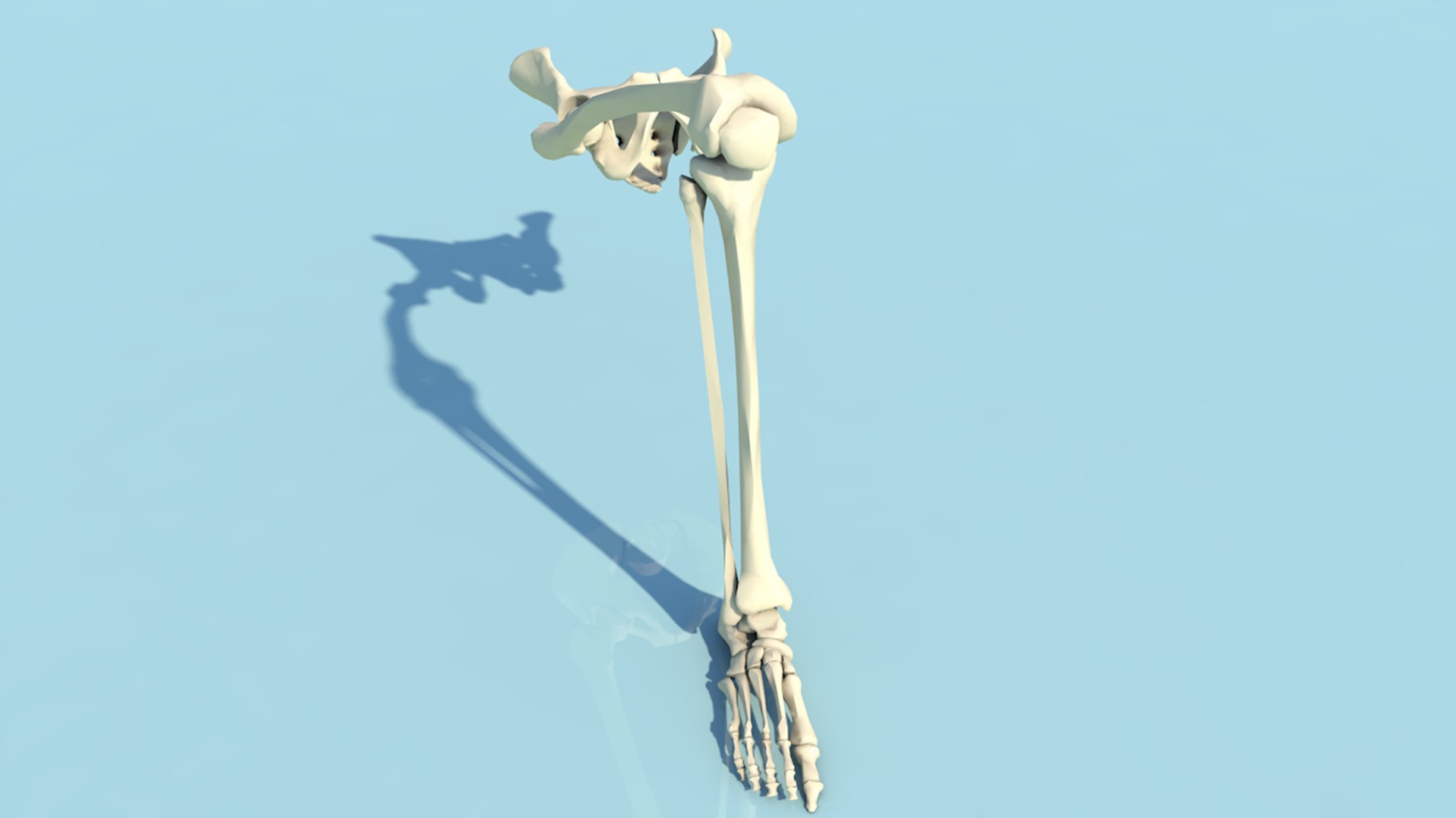 Human lower extremity leg foot 3D model - TurboSquid 1448485