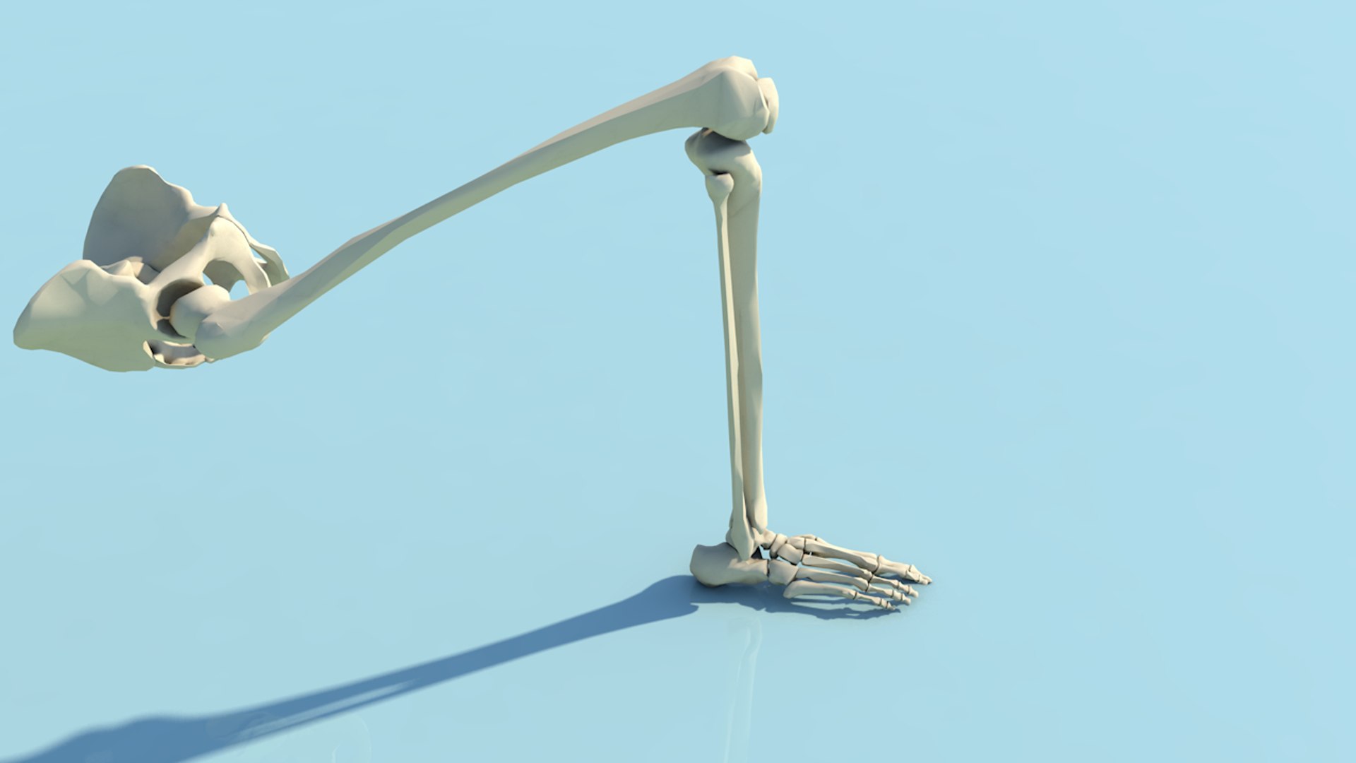 Human lower extremity leg foot 3D model - TurboSquid 1448485