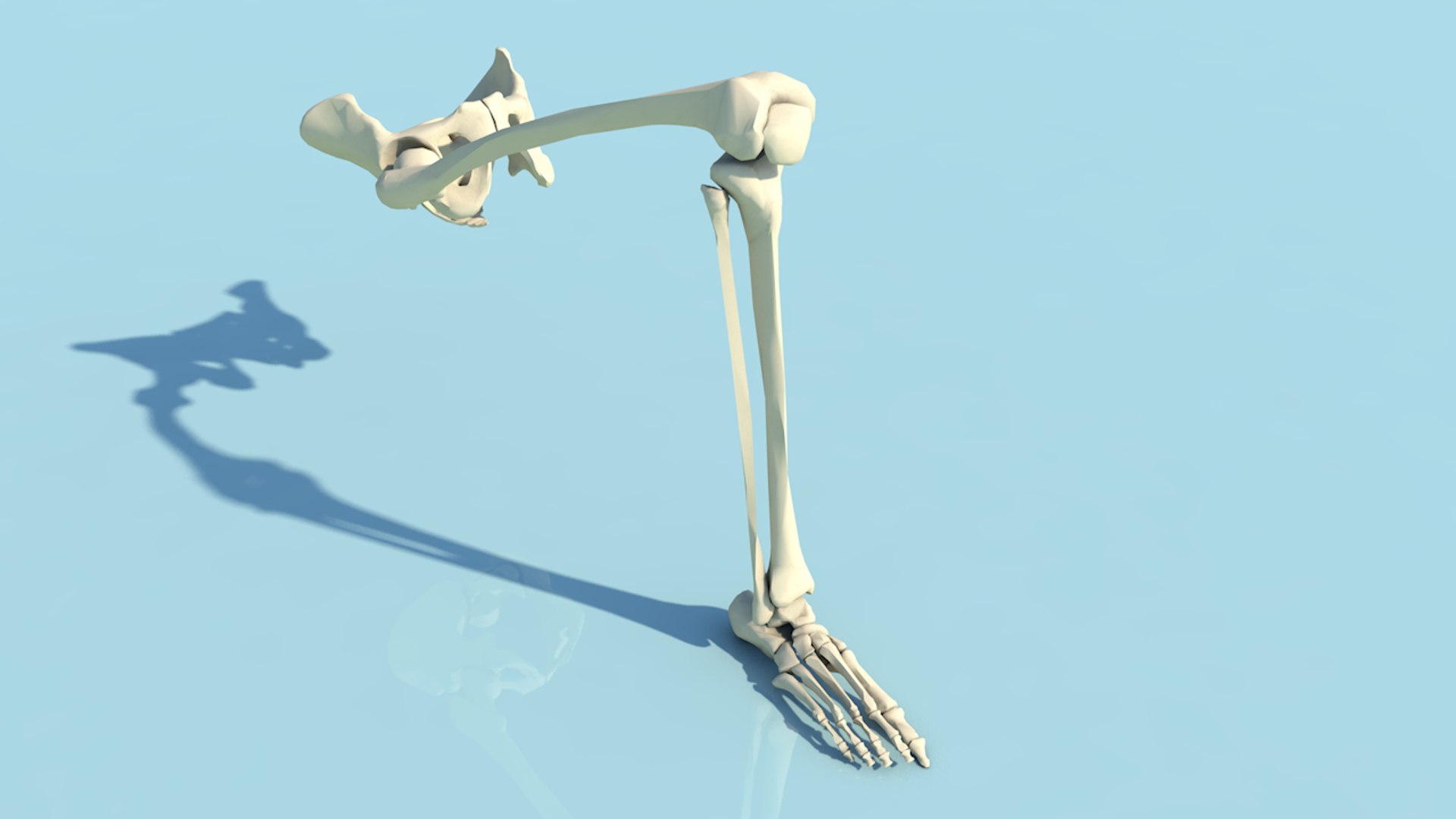 Human lower extremity leg foot 3D model - TurboSquid 1448485
