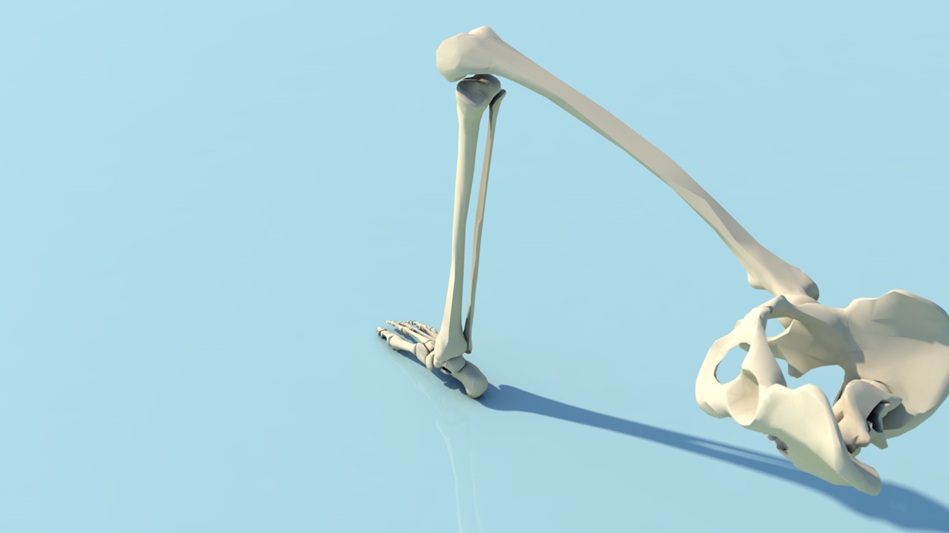 Human lower extremity leg foot 3D model - TurboSquid 1448485