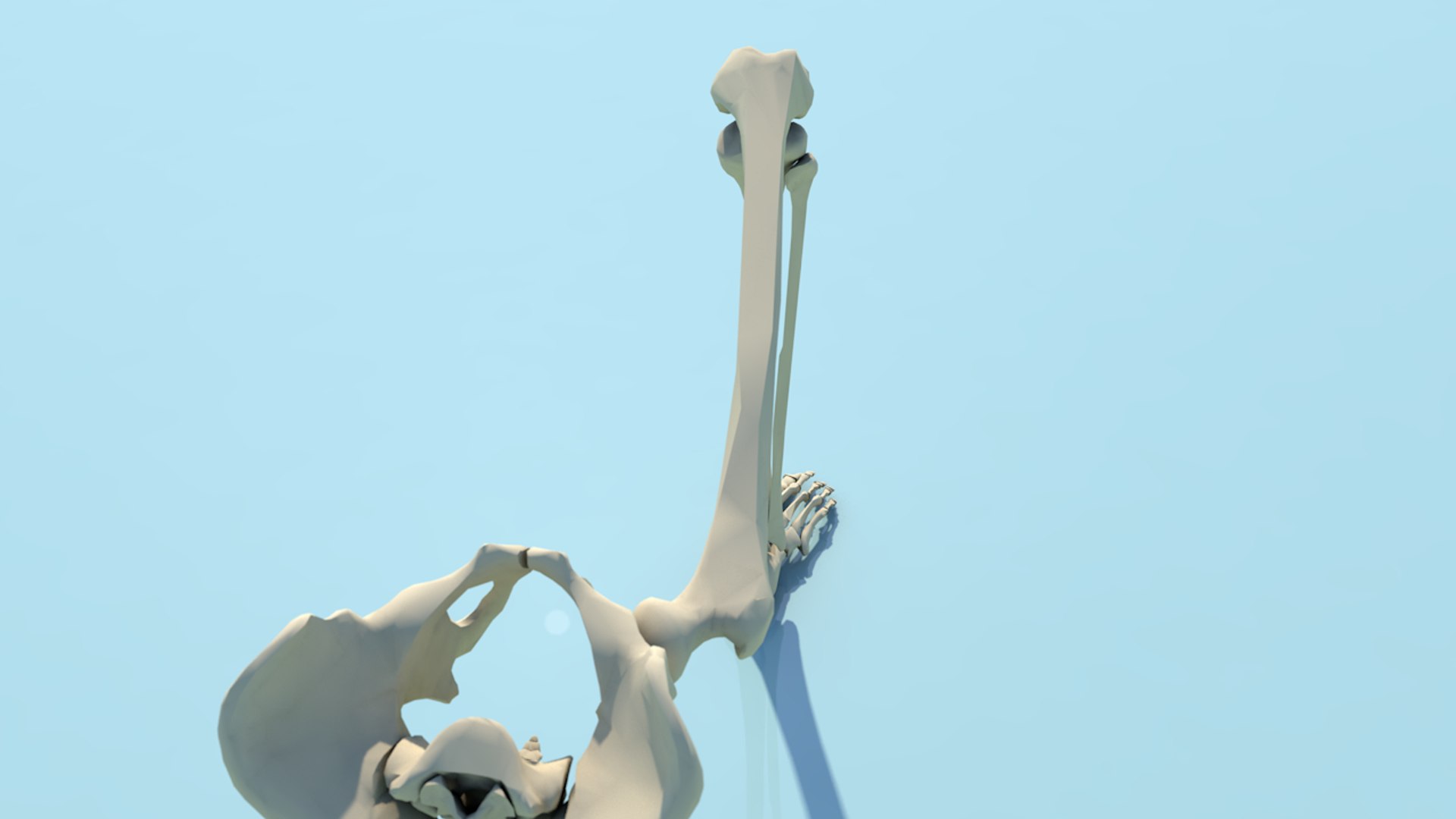 Human lower extremity leg foot 3D model - TurboSquid 1448485