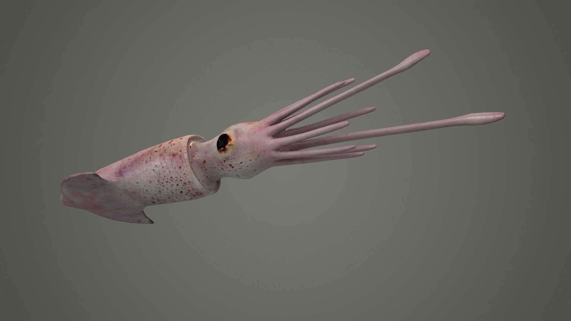 3D Cuttlefish Squid Octopus Cephlapod Cephalopod - TurboSquid 2216199
