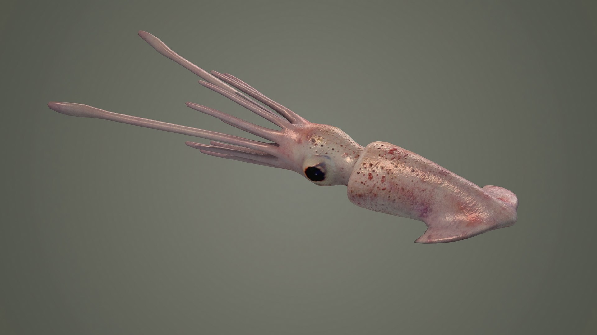 3D Cuttlefish Squid Octopus Cephlapod Cephalopod - TurboSquid 2216199