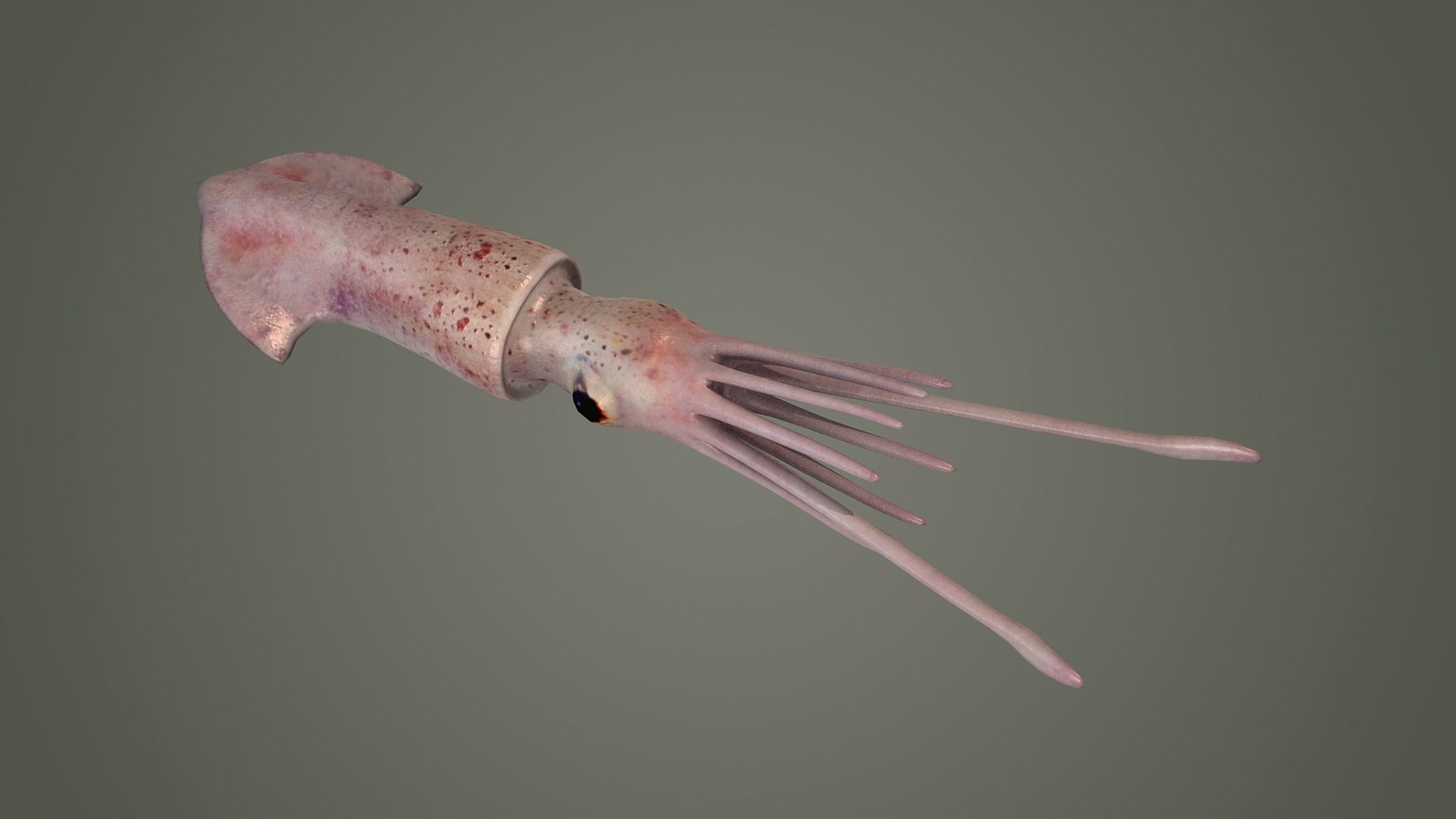 3D Cuttlefish Squid Octopus Cephlapod Cephalopod - TurboSquid 2216199