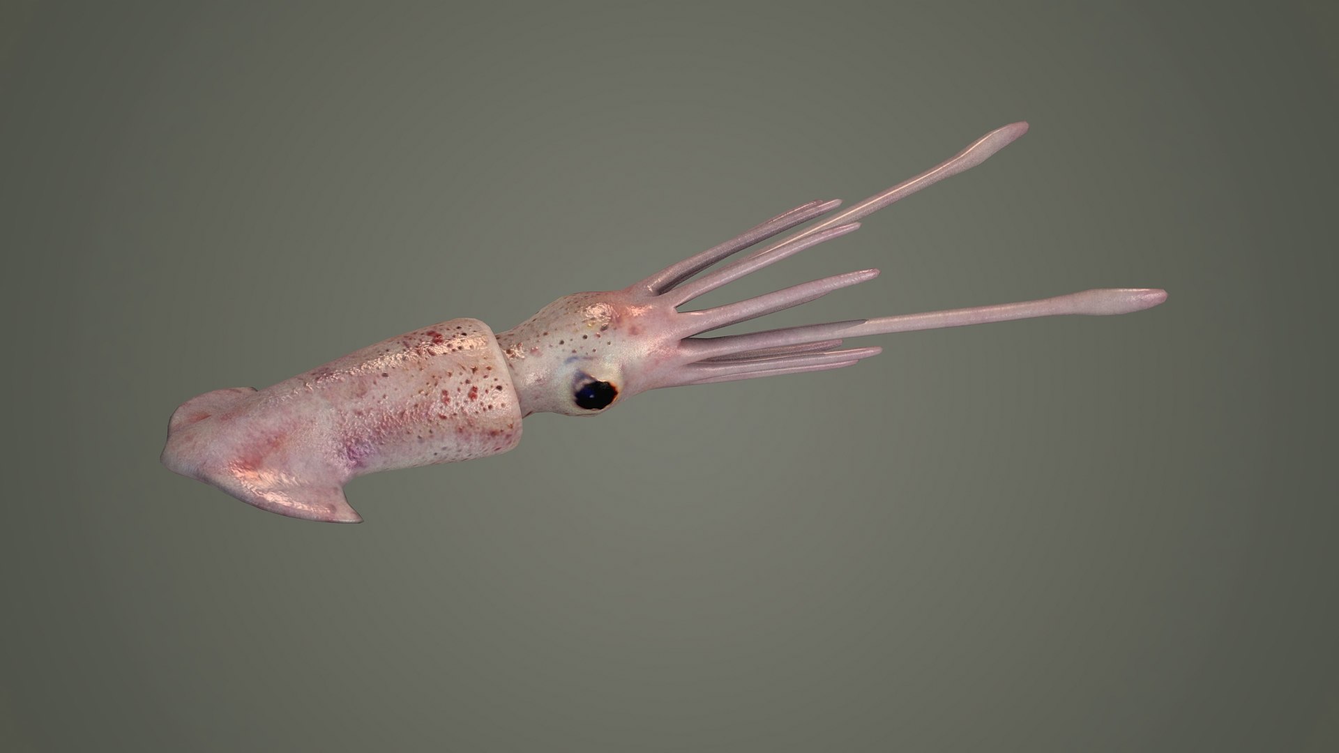 3D Cuttlefish Squid Octopus Cephlapod Cephalopod - TurboSquid 2216199