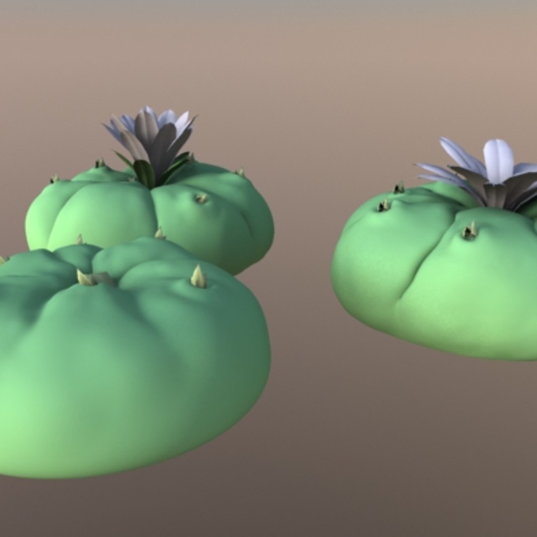 Cactus Plant 3d Model