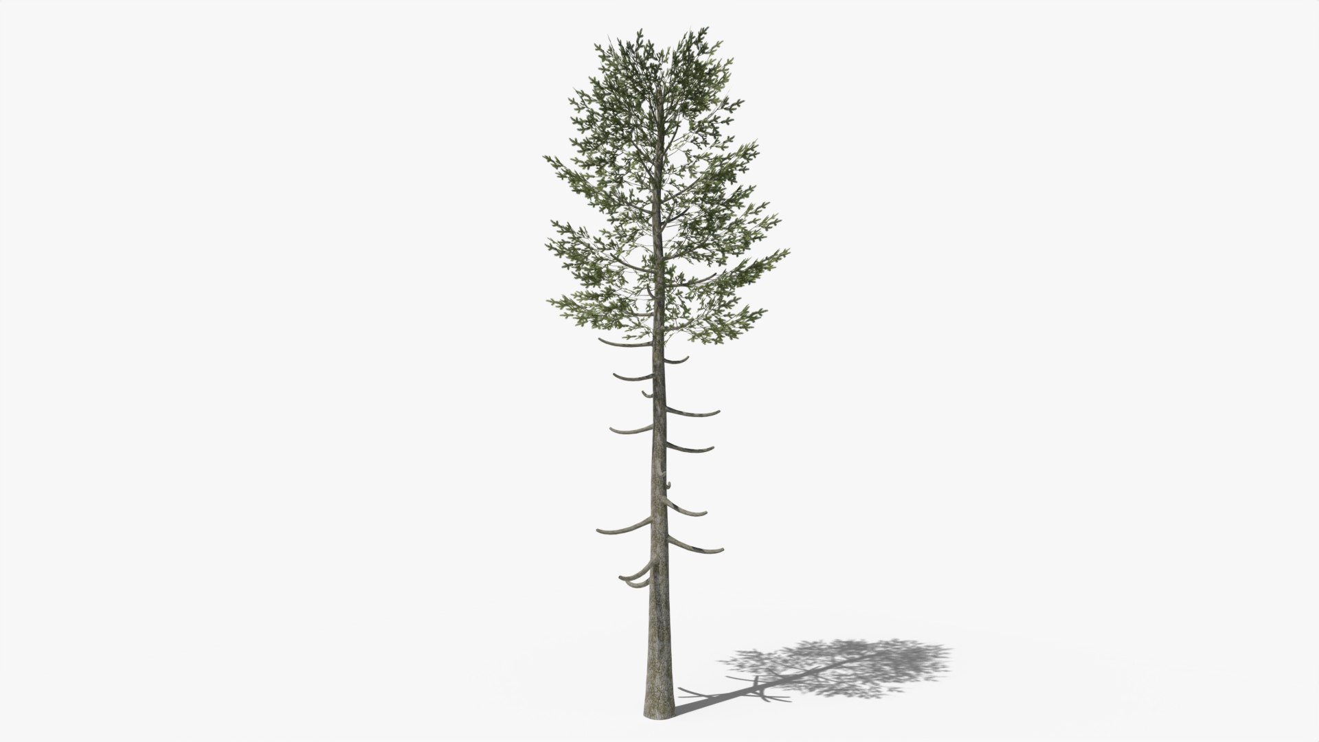 Pine V6 3D Model - TurboSquid 2145067
