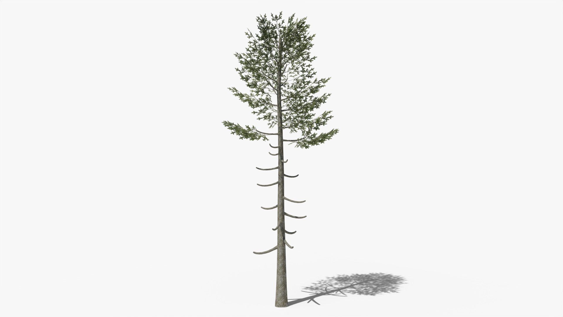 Pine V6 3D Model - TurboSquid 2145067
