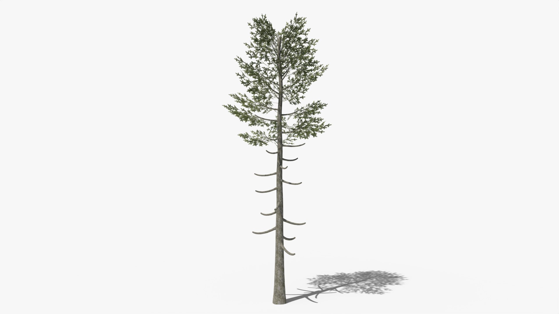 Pine V6 3D Model - TurboSquid 2145067