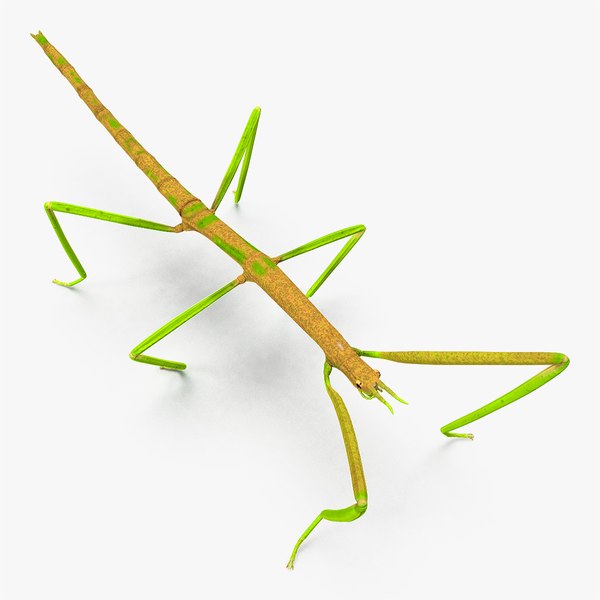 modelo 3d Insecto palo Phasmatodea aparejado para Maya - TurboSquid 1520355