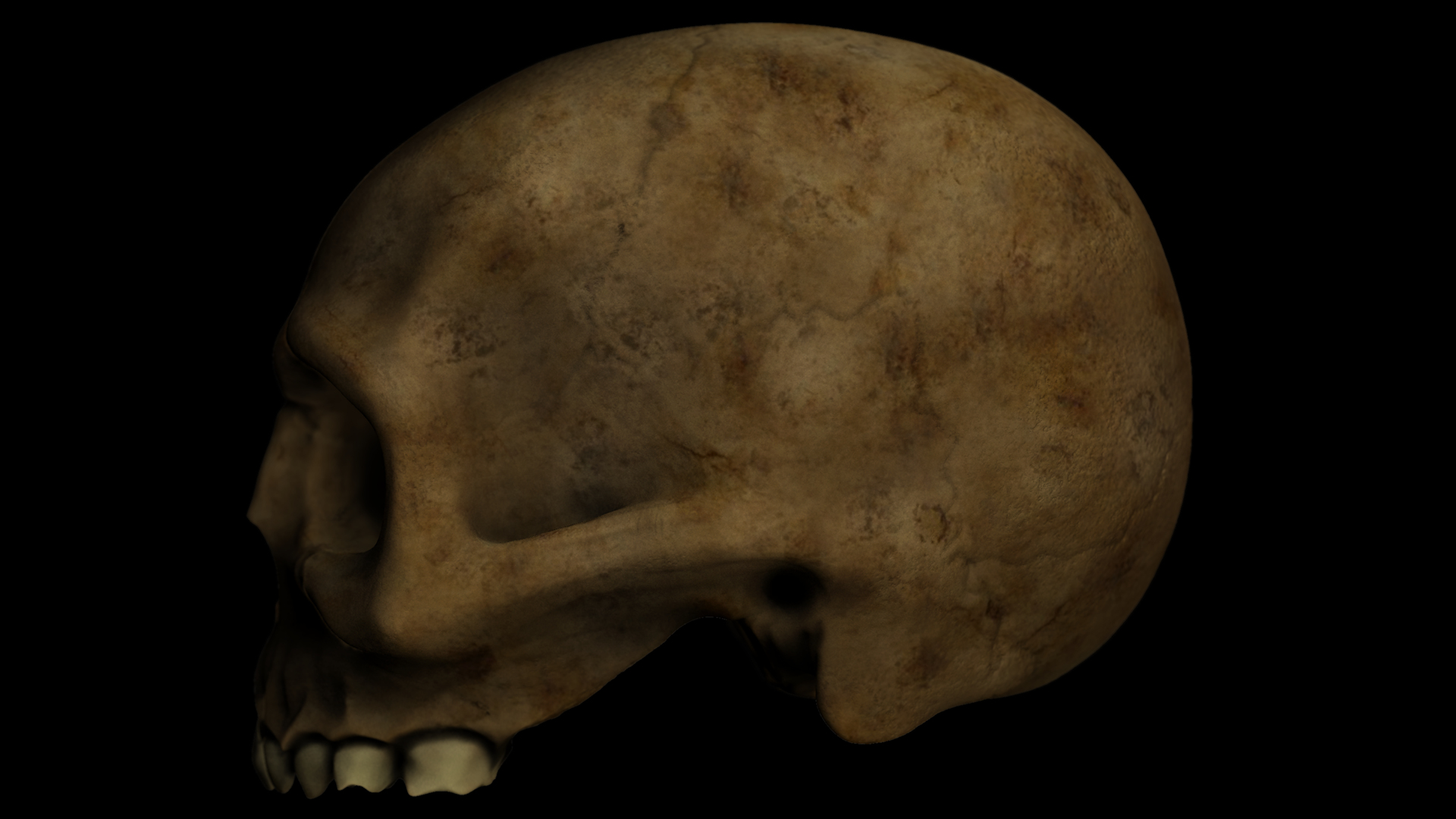 무료 Human Skull - No Jaw - 3D Model - ABB 3D 모델 - TurboSquid 1905570