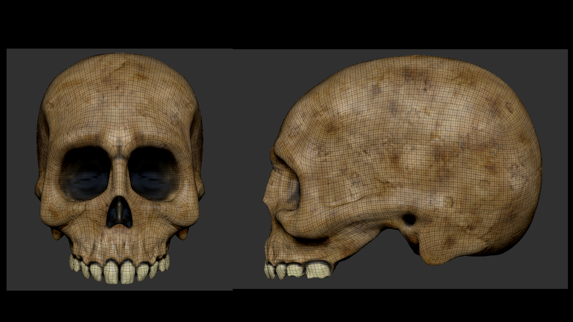 Free Human Skull - No Jaw - 3D Model - ABB 3D - TurboSquid 1905570