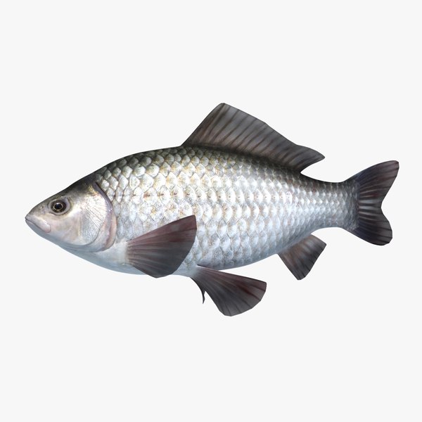 3d model whitefish animation
