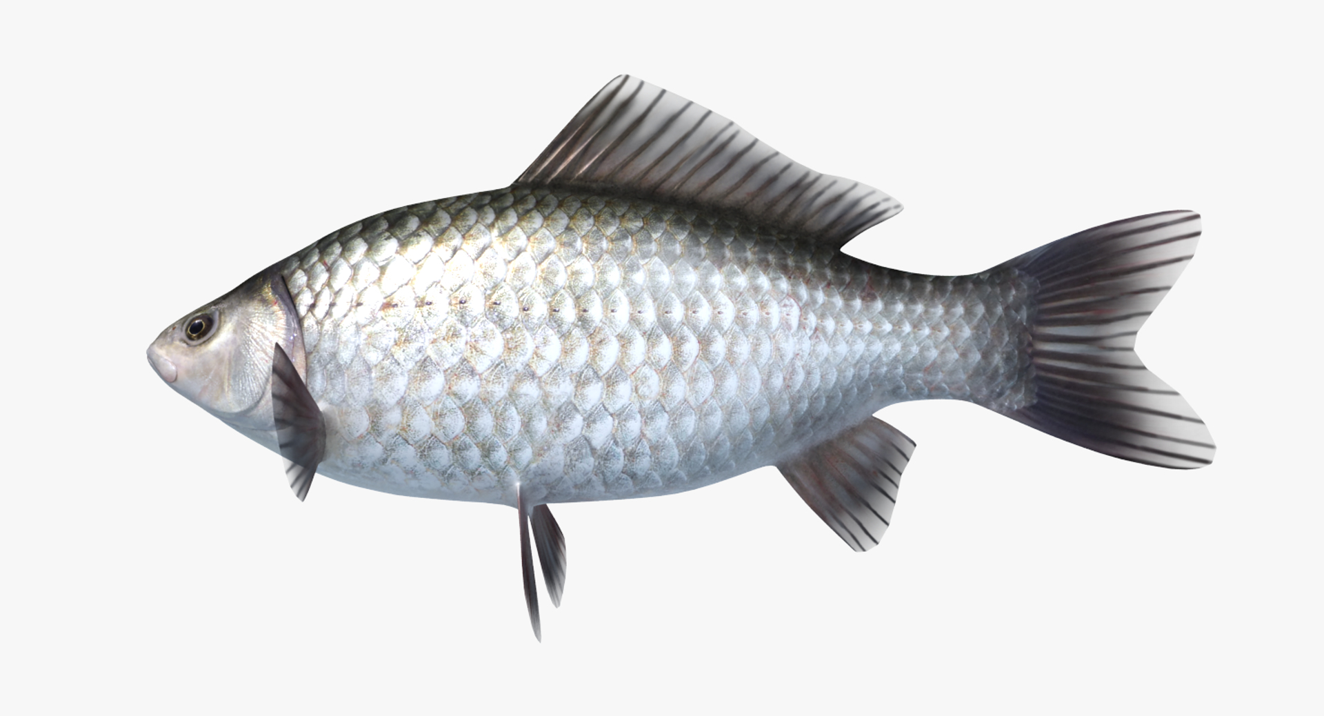 3d Model Gibel Carp Prussian Animation