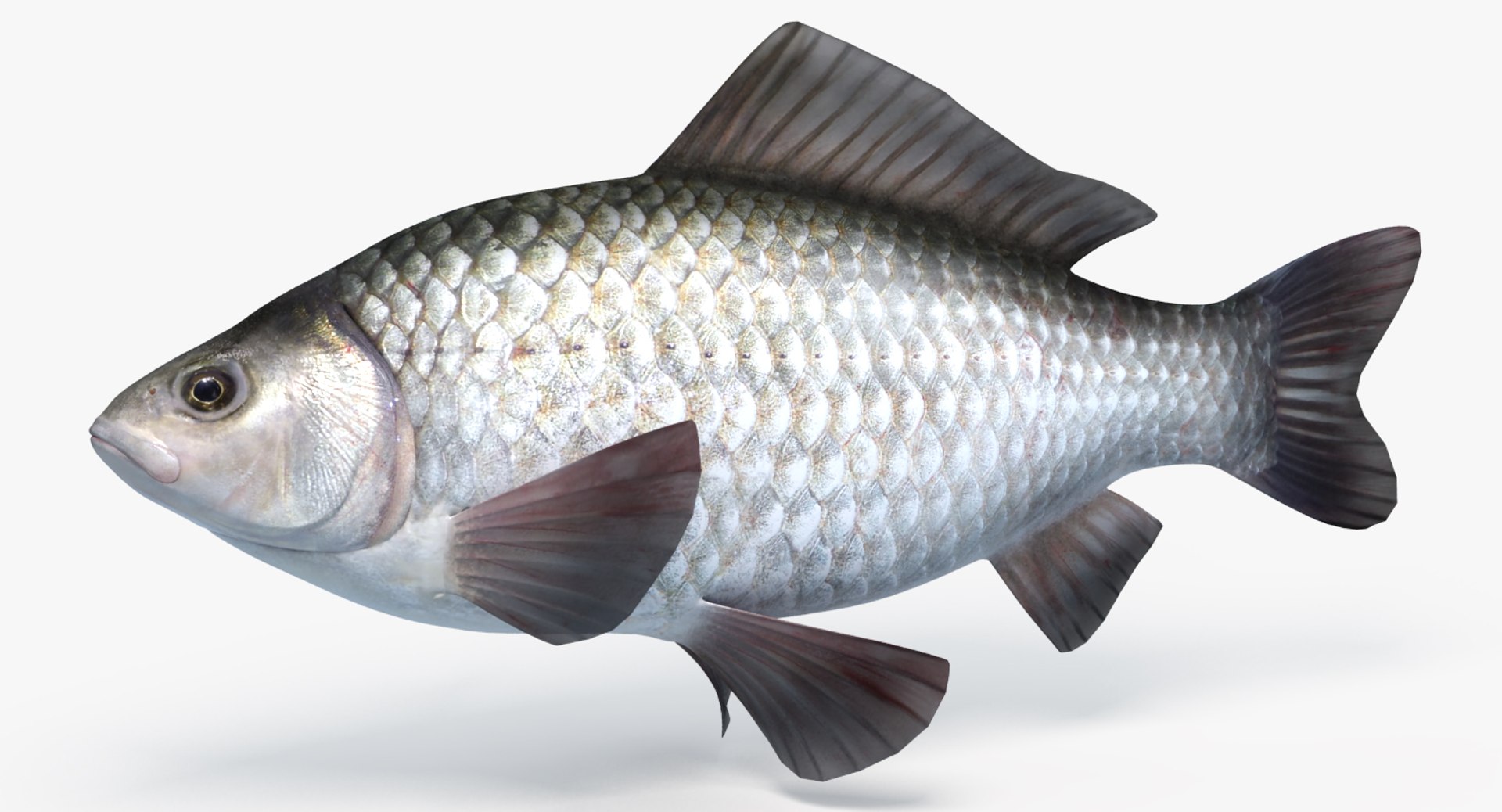 3d Model Gibel Carp Prussian Animation