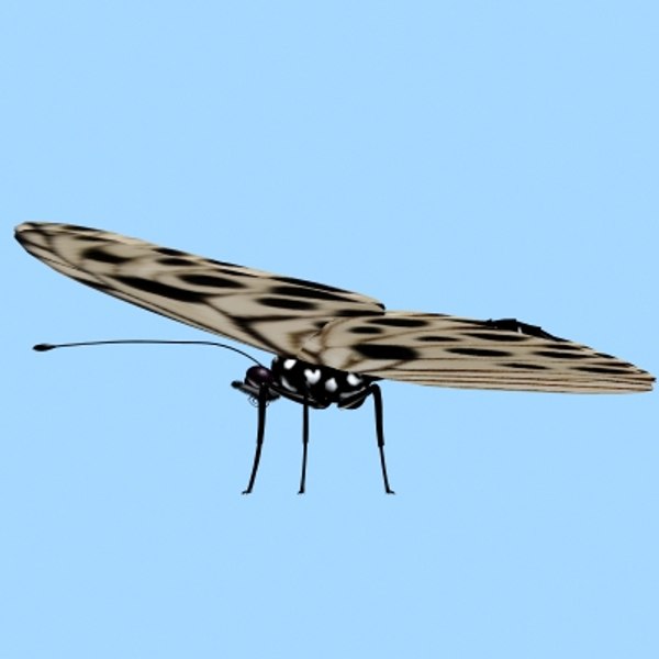butterfly 3d model