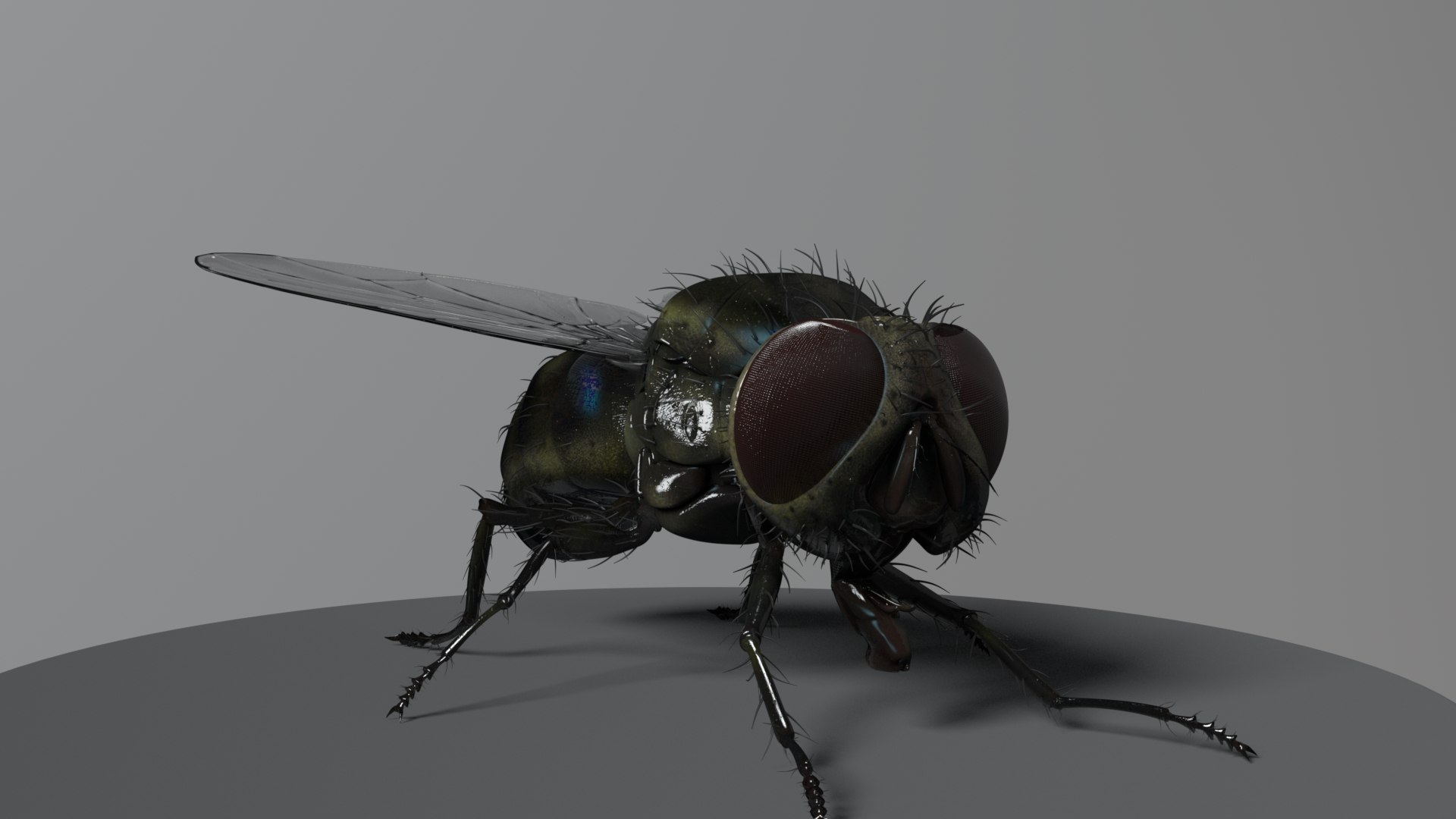 Housefly - Production Ready 3D - TurboSquid 2225068