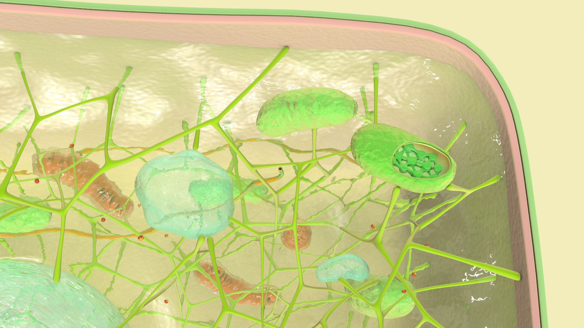 Plant Cell Structure 3D model - TurboSquid 1732649