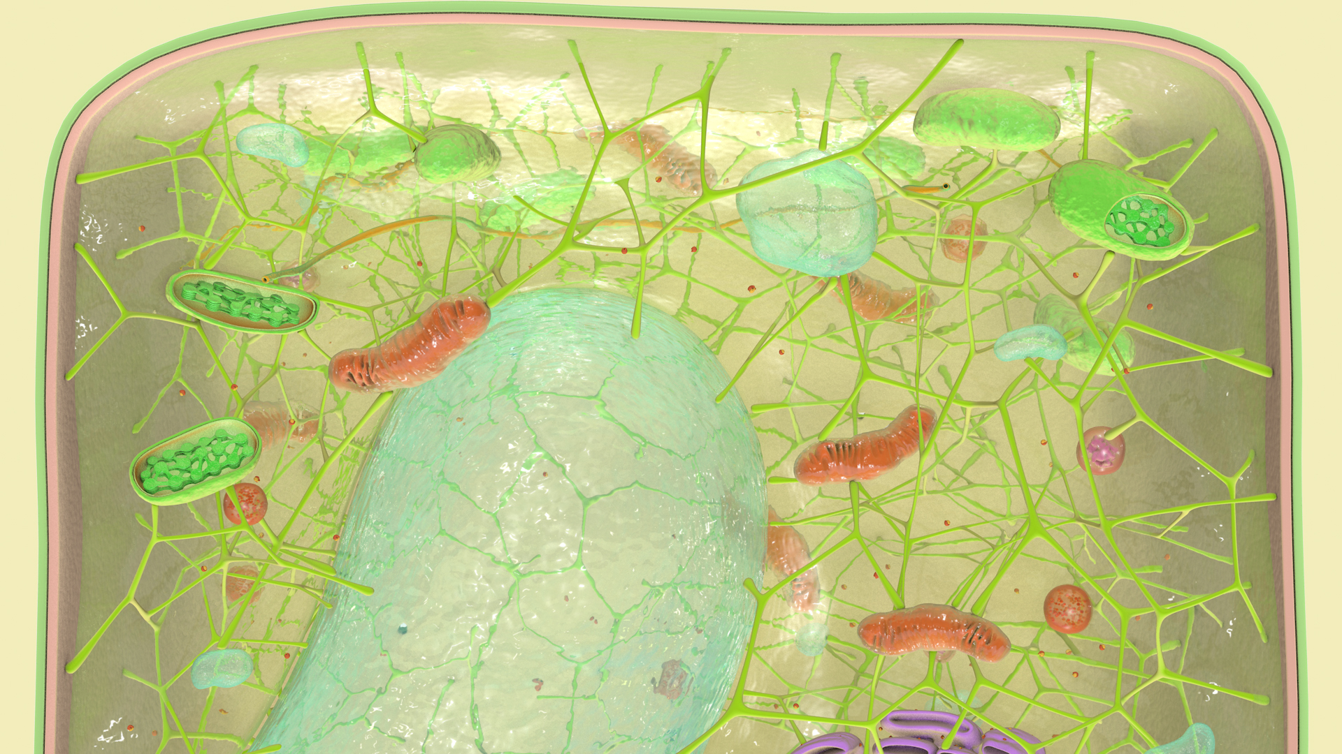 Plant Cell Structure 3D model - TurboSquid 1732649