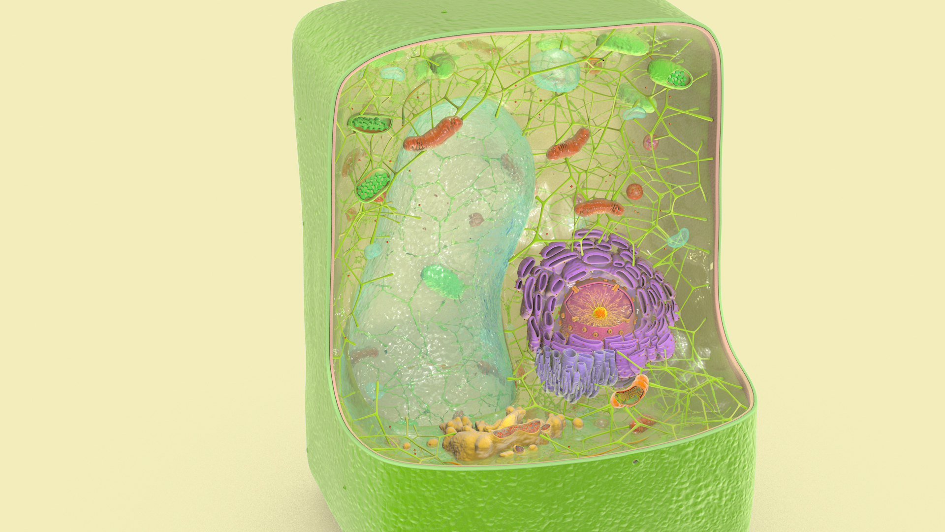 Plant Cell Structure 3D model - TurboSquid 1732649
