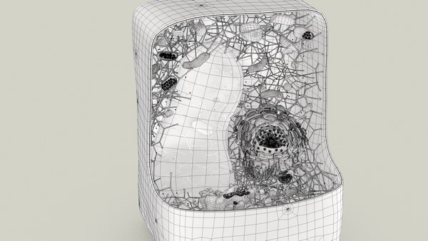 Plant Cell Structure 3D model - TurboSquid 1732649