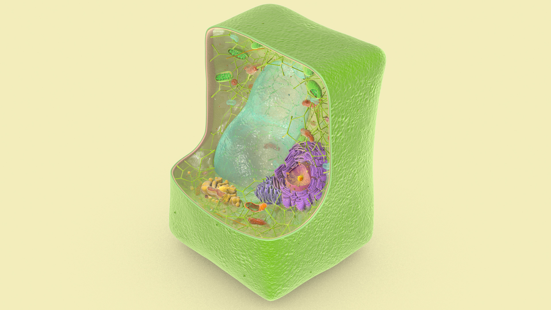 Plant Cell Structure 3D model - TurboSquid 1732649