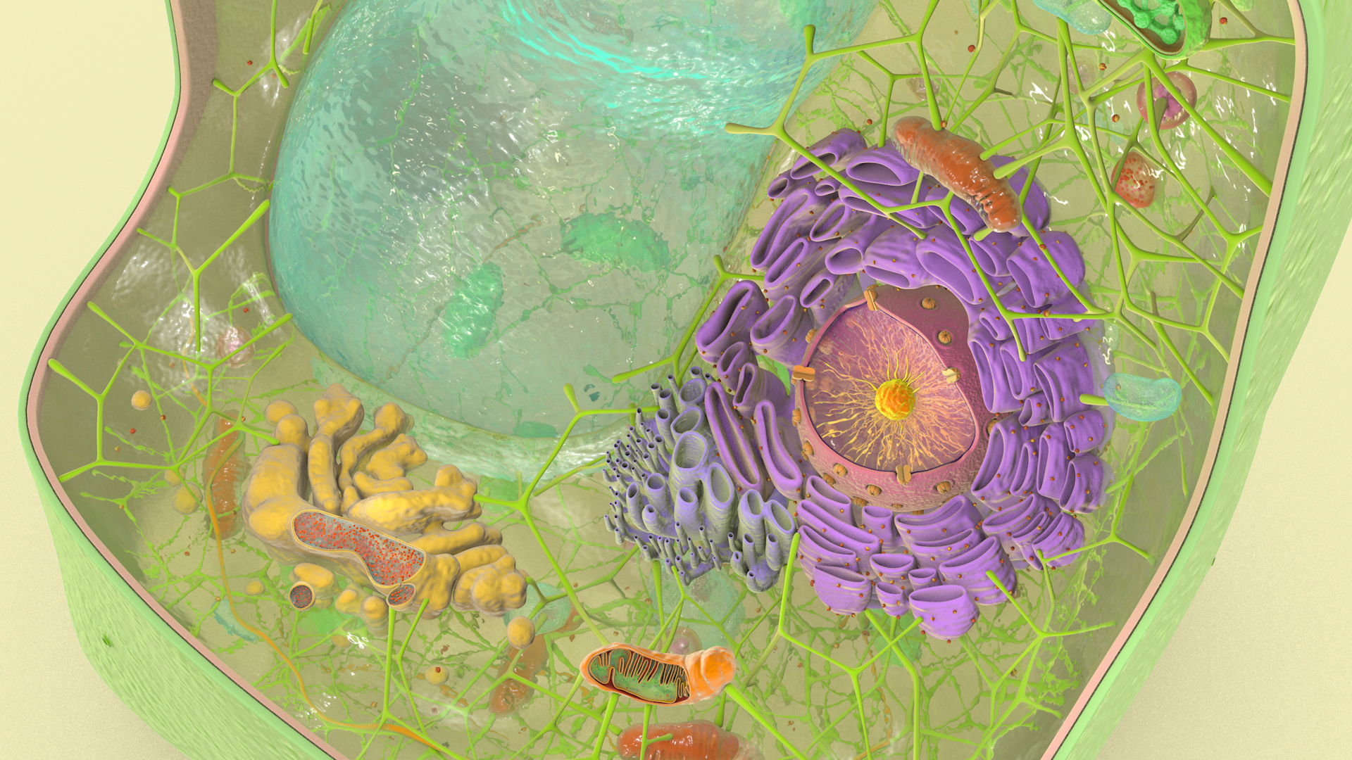 Plant Cell Structure 3D model - TurboSquid 1732649