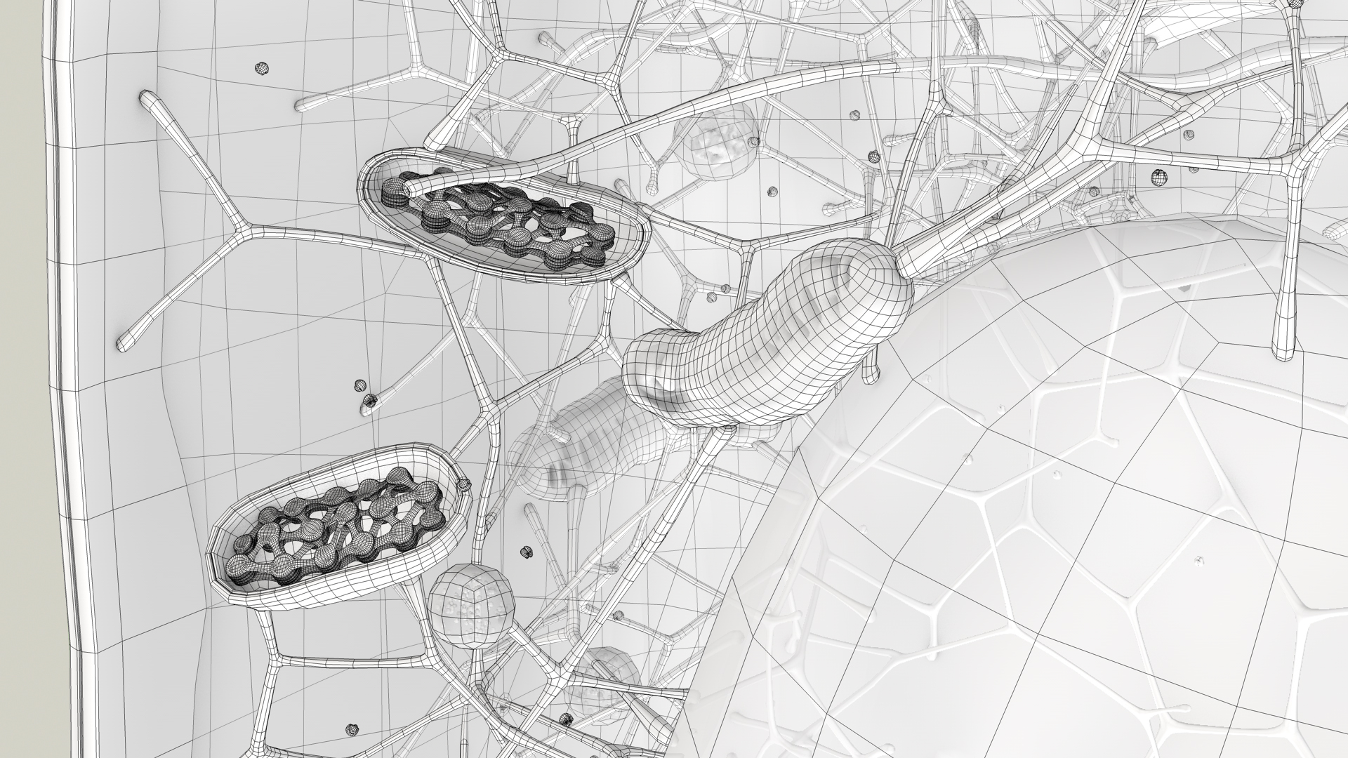 Plant Cell Structure 3D model - TurboSquid 1732649