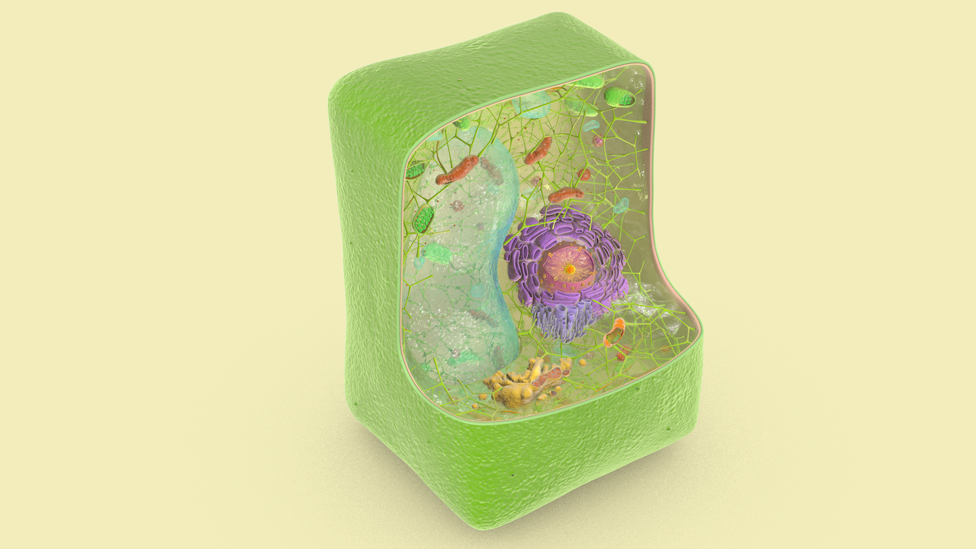 Plant Cell Structure 3D model - TurboSquid 1732649