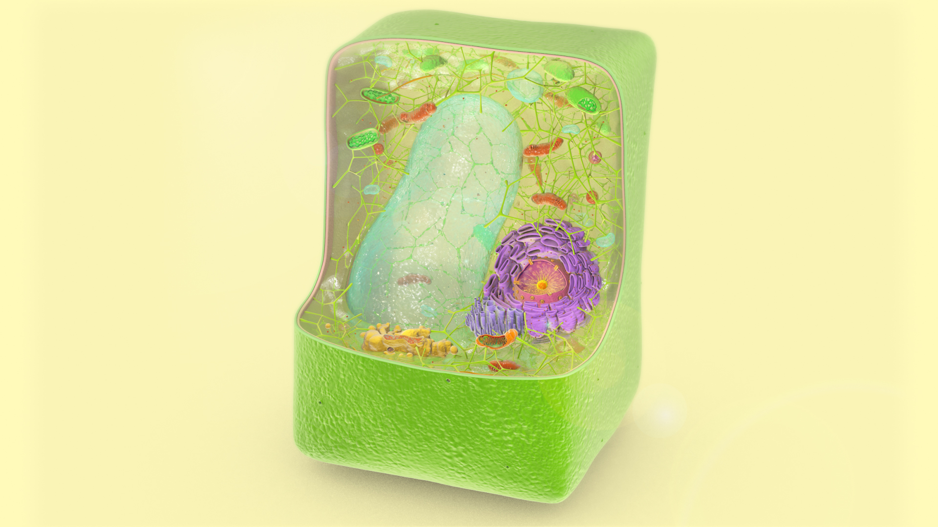 Plant Cell Structure 3D model - TurboSquid 1732649