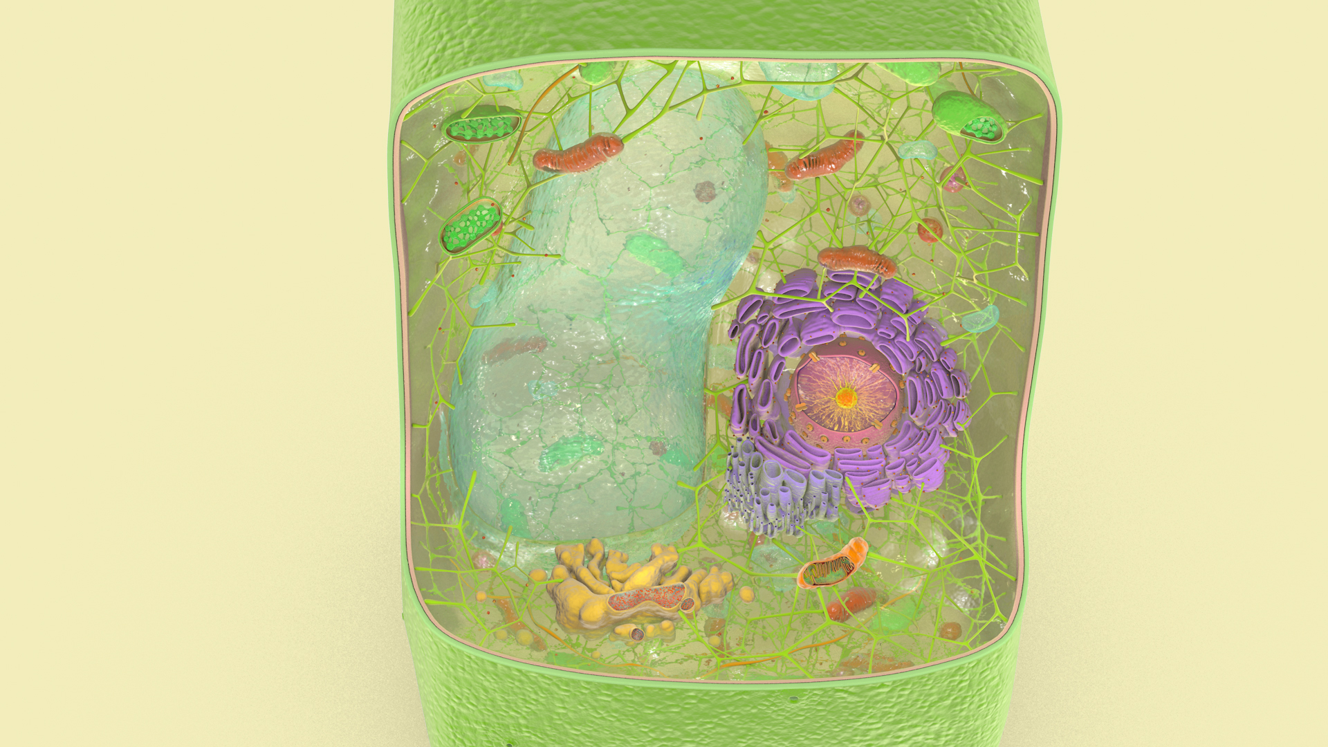 Plant Cell Structure 3D model - TurboSquid 1732649