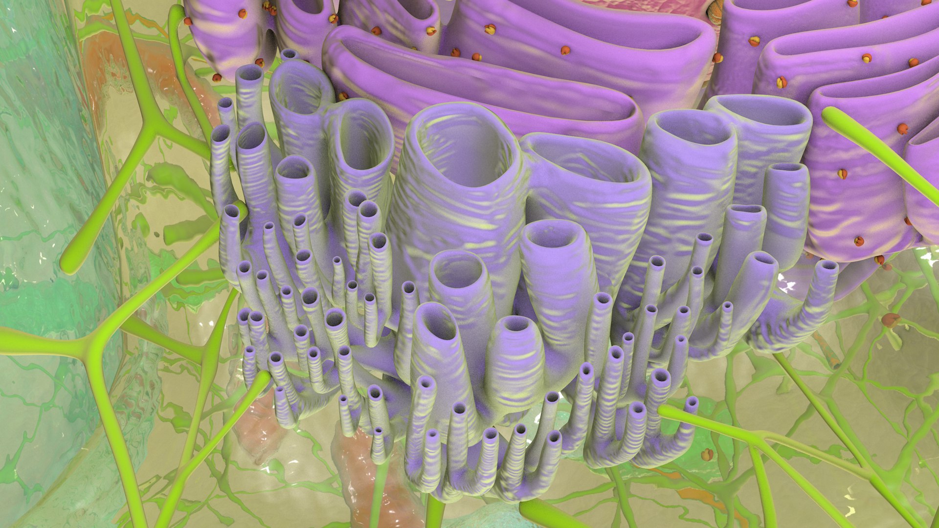 Plant Cell Structure 3D Model - TurboSquid 1732649
