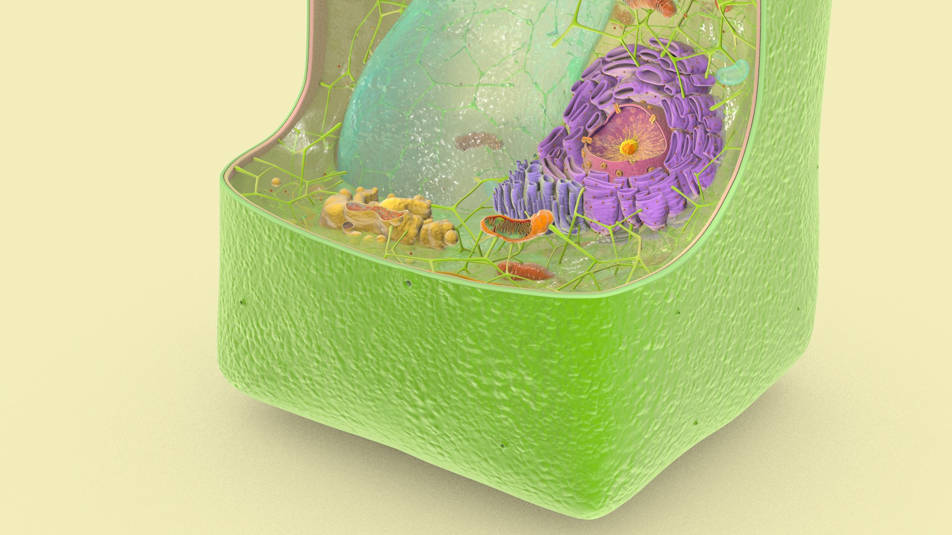 Plant Cell Structure 3D Model - TurboSquid 1732649
