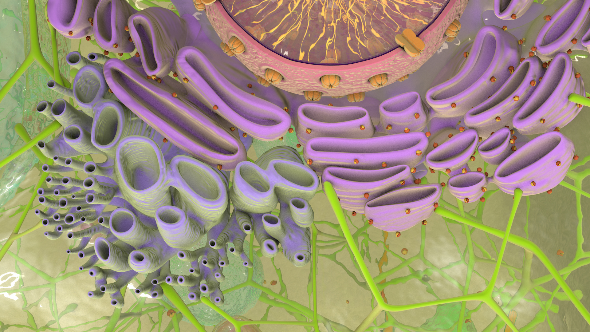 Plant Cell Structure 3D model - TurboSquid 1732649
