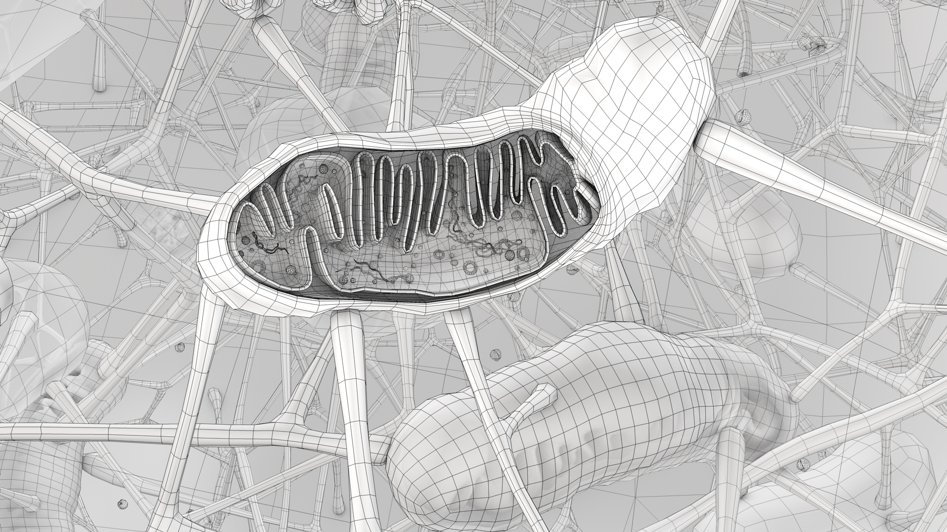 Plant Cell Structure 3D model - TurboSquid 1732649