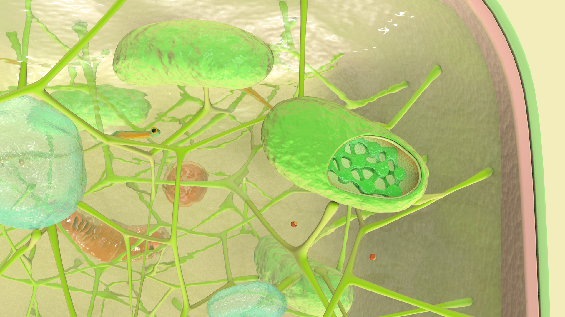Plant Cell Structure 3D model - TurboSquid 1732649