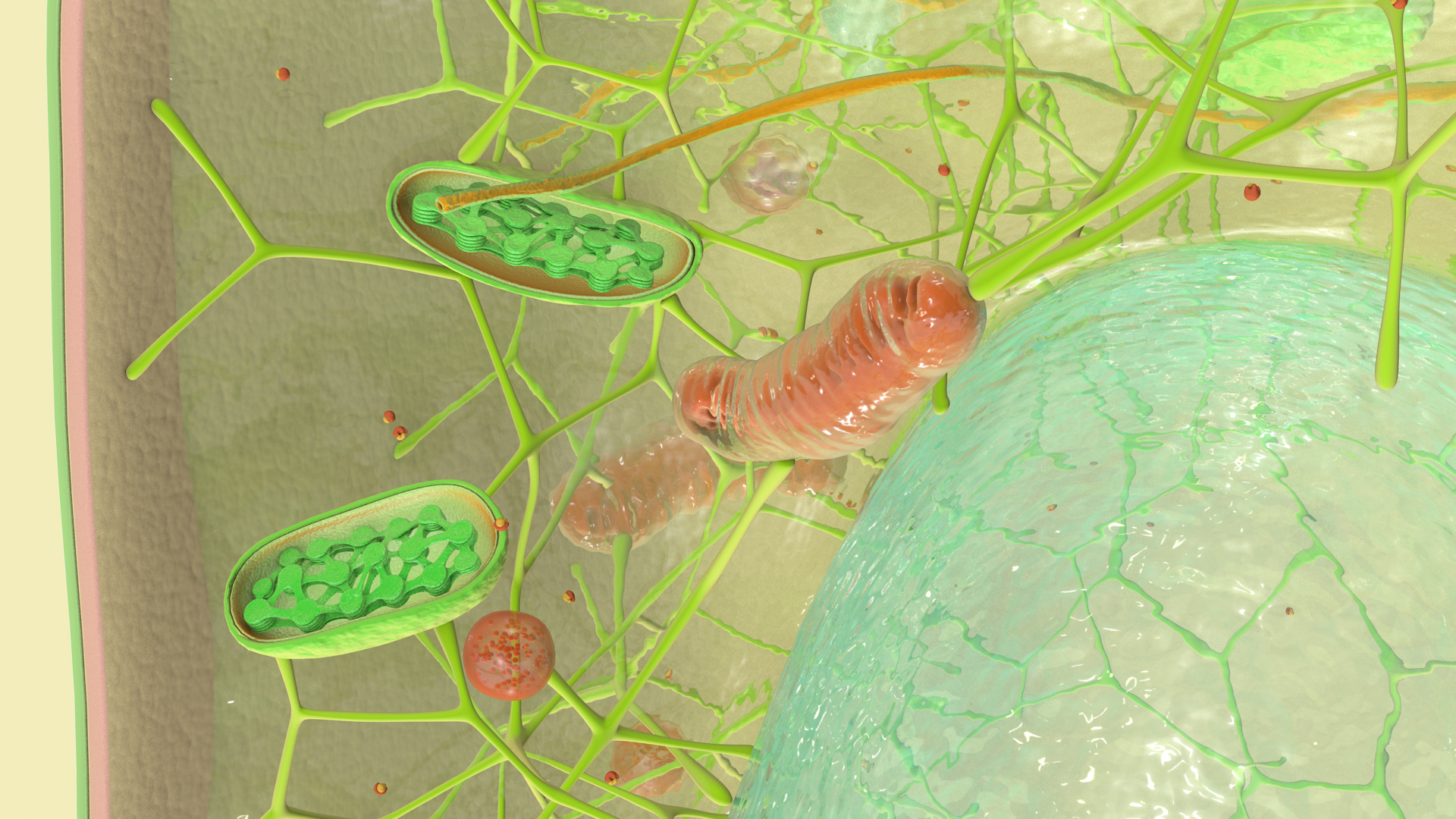 Plant Cell Structure 3D model - TurboSquid 1732649