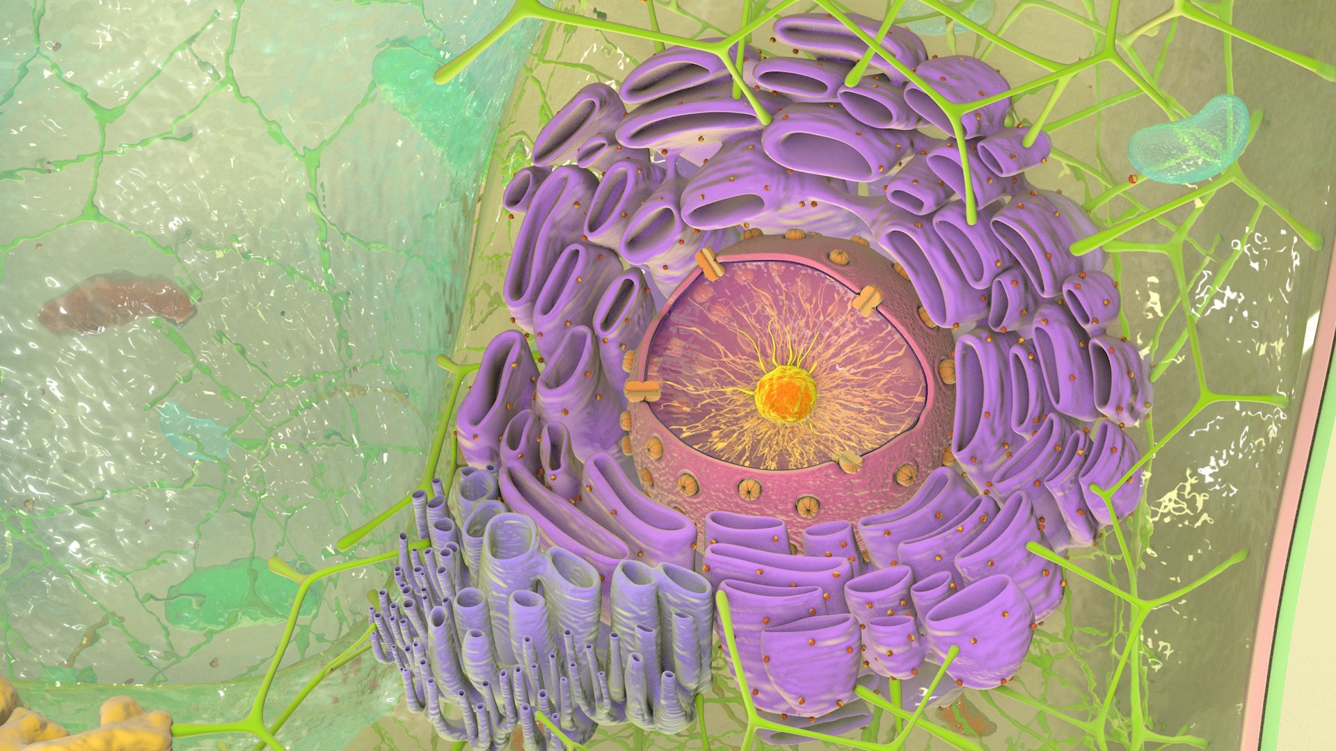 Plant Cell Structure 3D Model - TurboSquid 1732649